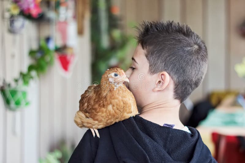 A Child with a Small Domesticated Chicken Stock Photo - Image of animal ...