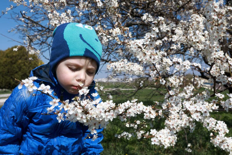 Child Smelling Blooming Apple Tree Stock Photo - Image of apple ...