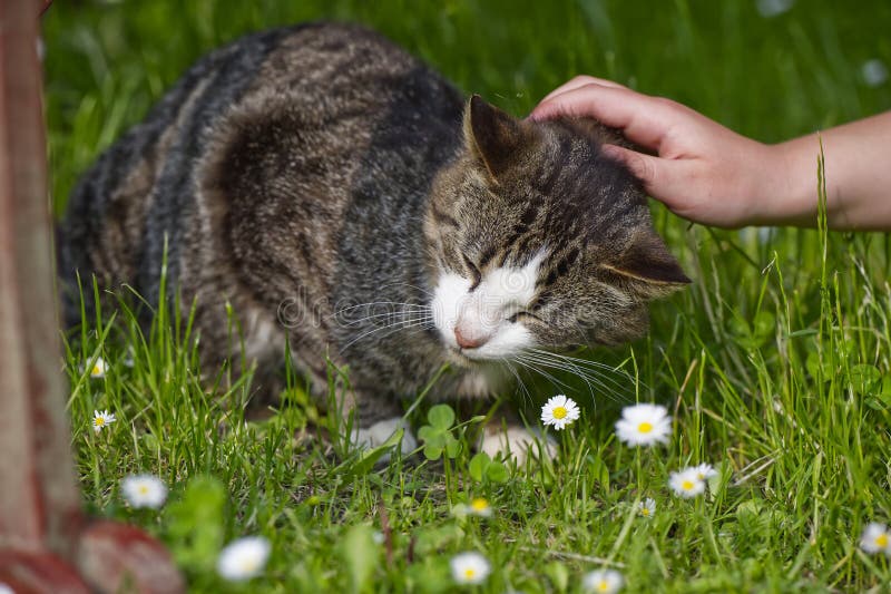 A Child Strokes the Forehead of a Small Cat Lying in the Grass Stock ...