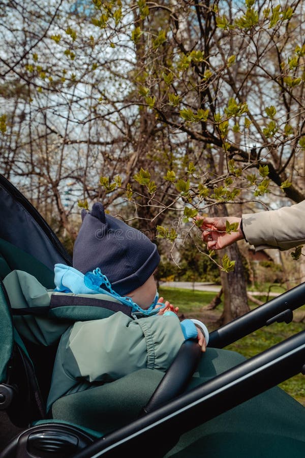 Child in a Stroller Looking for Spring Tree in the Park Stock Photo ...