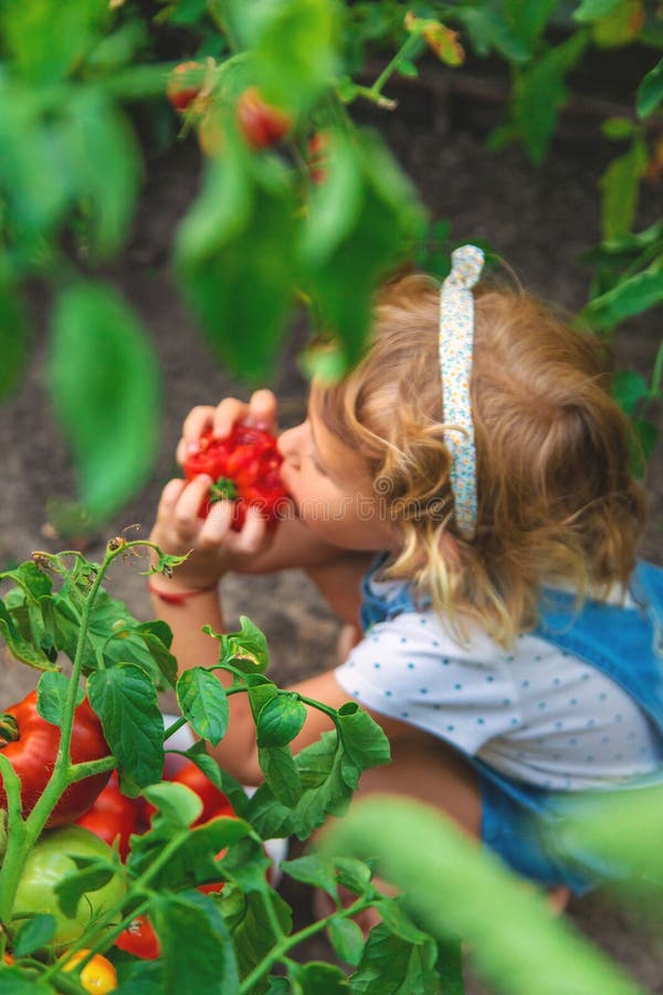Child with Tomatoes in Hands in the Garden. Selective Focus Stock Photo ...