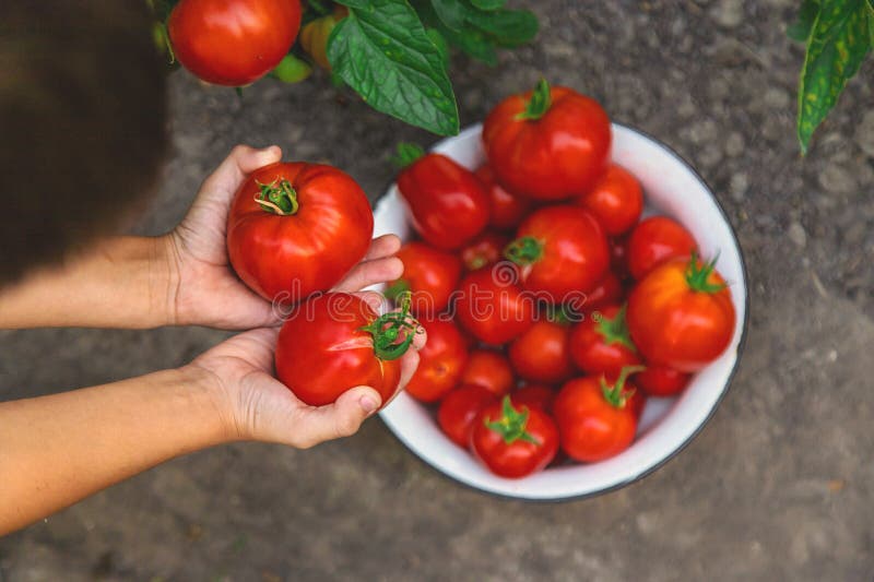 Child with Tomatoes in Hands in the Garden. Selective Focus Stock Photo ...