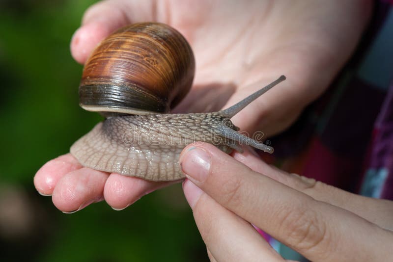A child touches a snail stock image. Image of ecology - 319440389