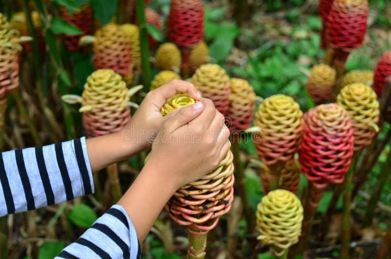 Child Touching Flowers in the Garden Stock Photo - Image of lotus, gift ...