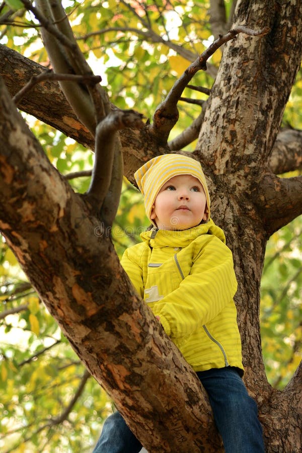 Child on a tree stock photo. Image of toddler, trunk - 79078704