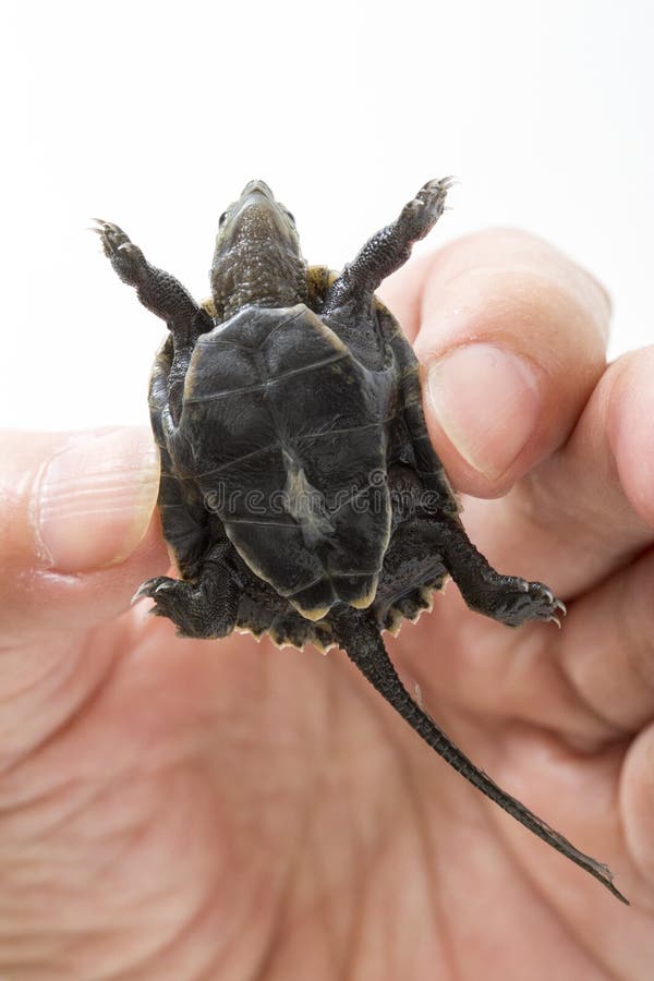 Child turtle navel stock photo. Image of animal, stone - 170045672