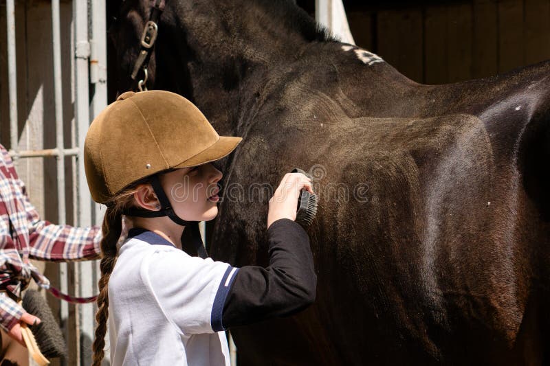 Child Using Brush on Horse S Side at Stable Stock Photo - Image of ...