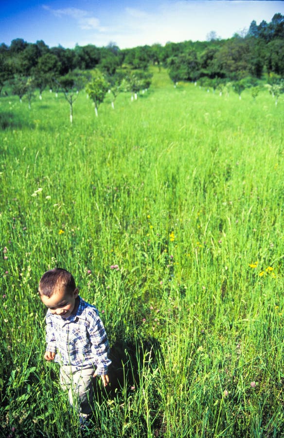 Child walking in meadow stock photo. Image of blossom - 4783634