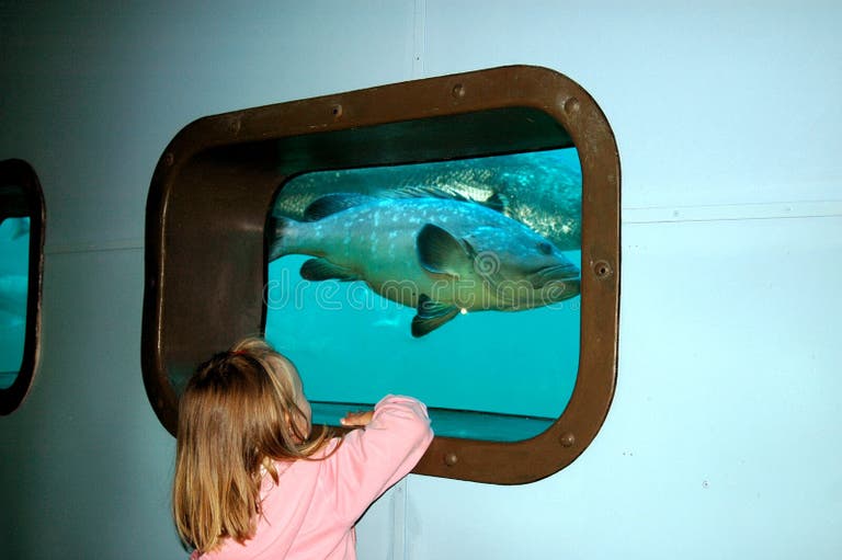 271 Ocean Jacket Fish Stock Photos - Free & Royalty-Free Stock Photos ...