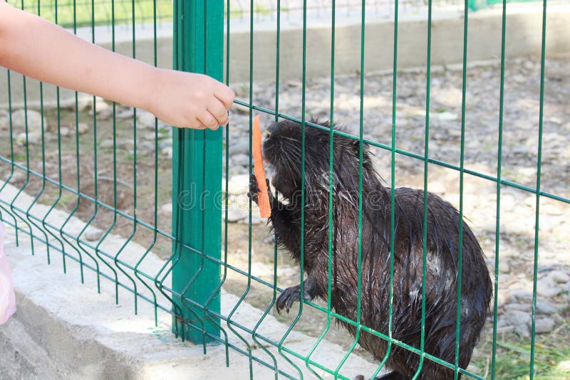 Child Watching and Feeling Animal in Contact Zoo Stock Image - Image of ...