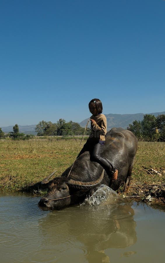 Water buffalo rice farming editorial stock image. Image of chinese ...