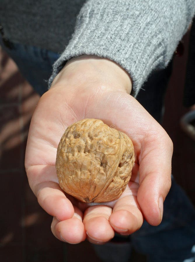 Child Who is Holding a Walnut Stock Photo - Image of fruit, baby: 23555618