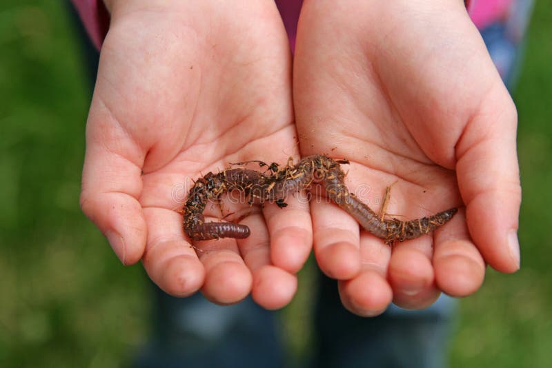 82,483 Worm Stock Photos - Free & Royalty-Free Stock Photos from Dreamstime