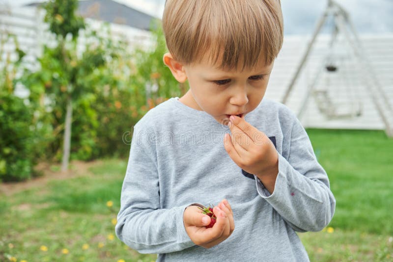 Child 4 Years Old Holding and Eating Raspberries in Backyard Stock ...