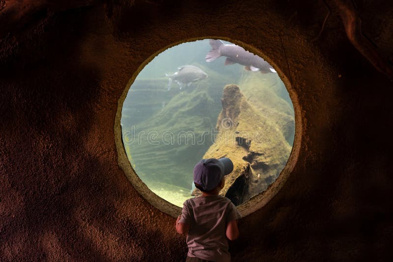 Child at the Zoo Observes River Fish through a Window in an Underground ...