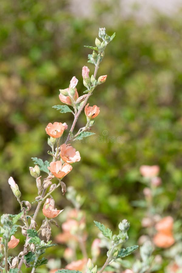 Childerley Globemallow (sphaeralcea) Flowers Stock Photo - Image of ...