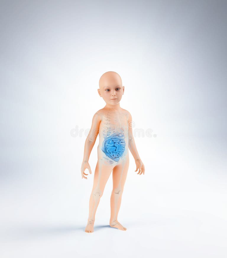 Child Internal Anatomy Stock Photos - Free & Royalty-Free Stock Photos ...