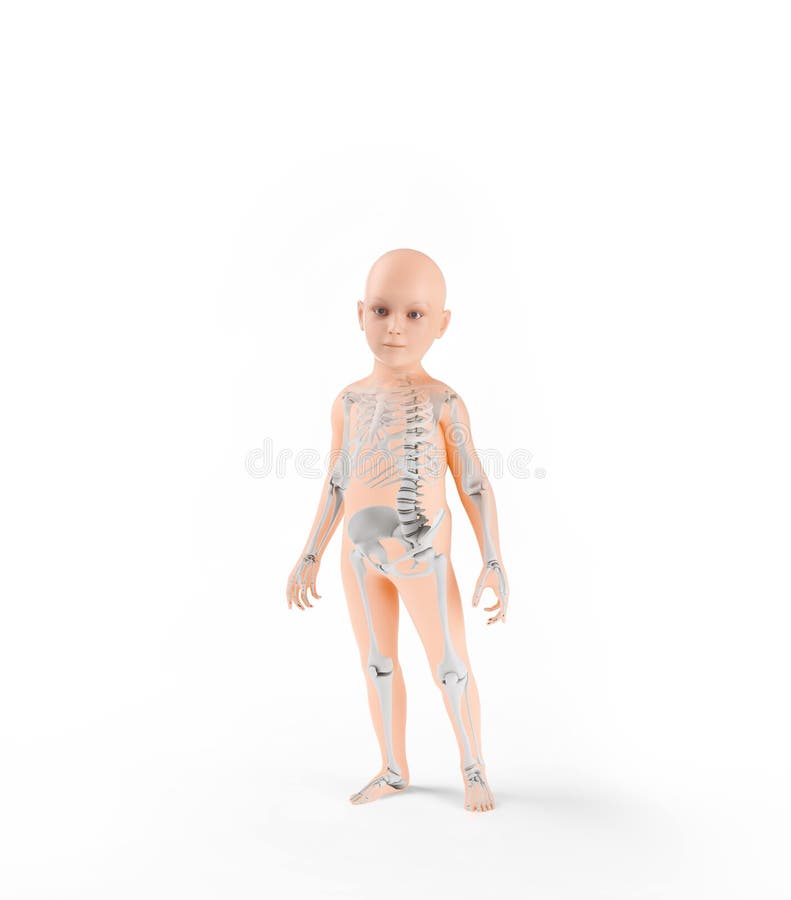 Male Child Anatomy - Skeletal Stock Illustration - Illustration of ...