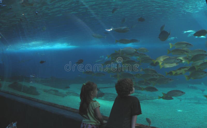 Children at the aquarium stock photo. Image of happy, swim - 2100878