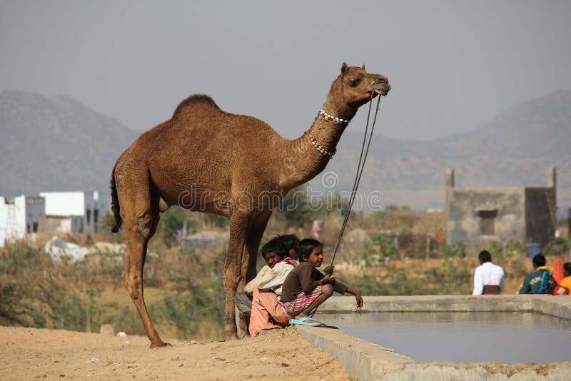 Children with a camel editorial stock image. Image of animal - 48045594