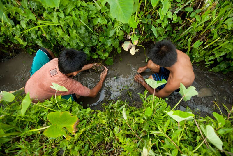 Children Catch Small Fish in a Ditch Editorial Stock Image - Image of ...