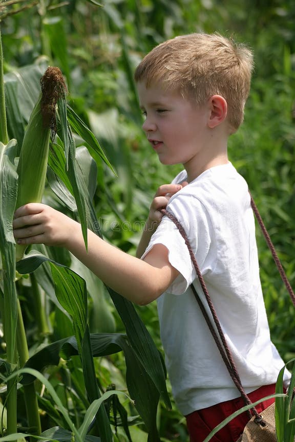 Children in the Corn stock image. Image of garden, field - 176519