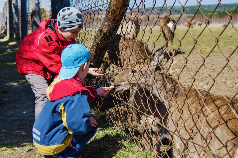 Children on a deer farm stock photo. Image of deer, outdoor - 155003398