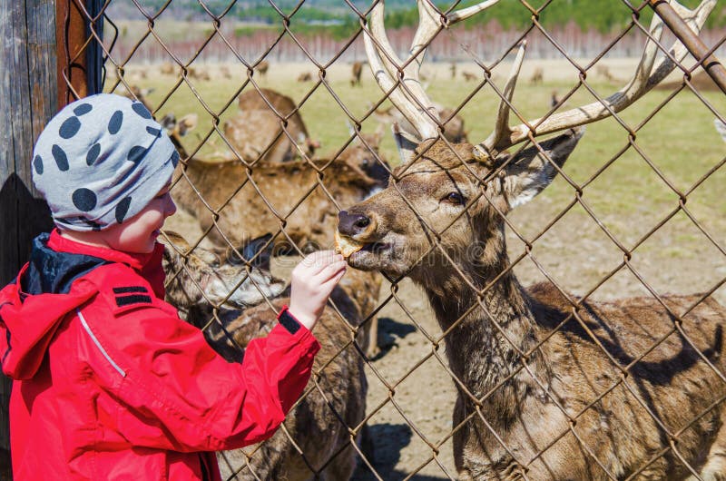 Children on a deer farm stock photo. Image of travel - 155003310