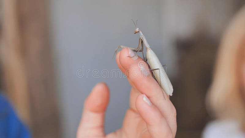 Children Examine an Insect Mantis on a Hand. Stock Image - Image of ...