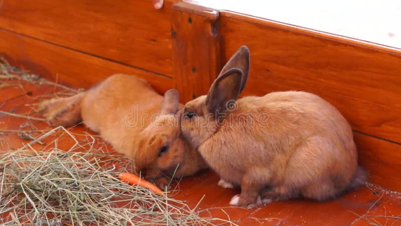 Children Feeding the Animals from Hands at the Zoo. Stock Video - Video ...