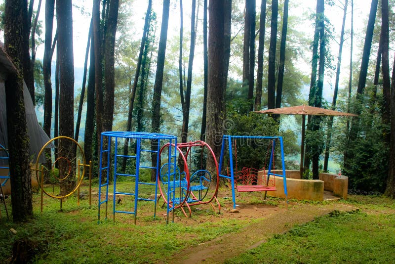 Children Games in the Pine Forest Stock Photo - Image of tree ...