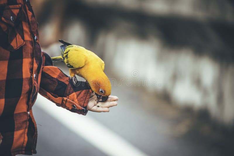 Children Give a Food for a Bird in the Park. Stock Photo - Image of ...