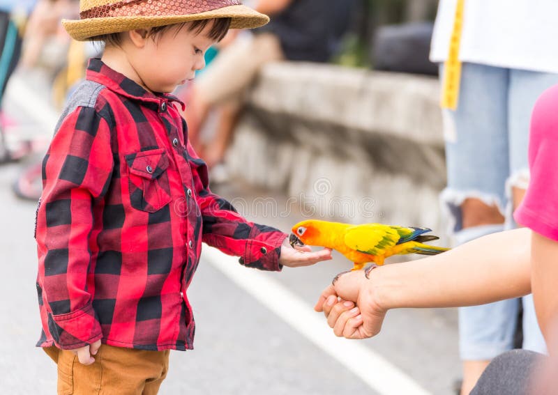 A Children Give a Food for a Bird in the Park Stock Photo - Image of ...