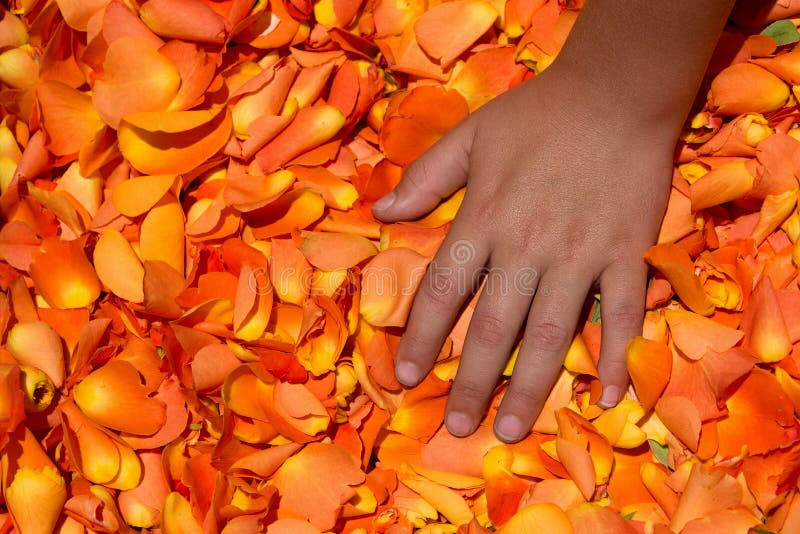 Children Hand on Orange Flower Stock Image - Image of care, beauty ...