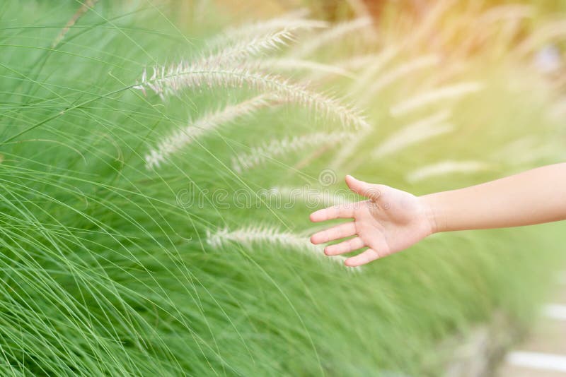 Children Hand Touch a Grass Stock Image - Image of little, happiness ...