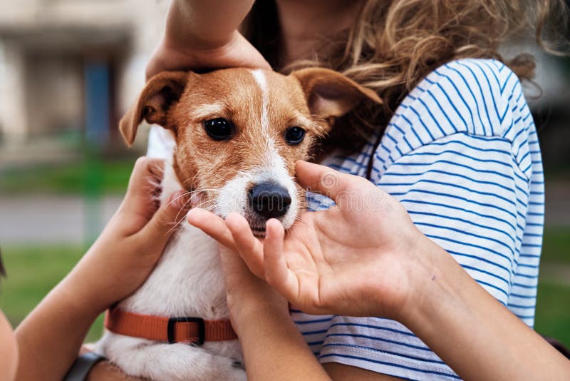 Children Hands Caressing Dog Outdoors. Owner Walks with a Dog Stock ...