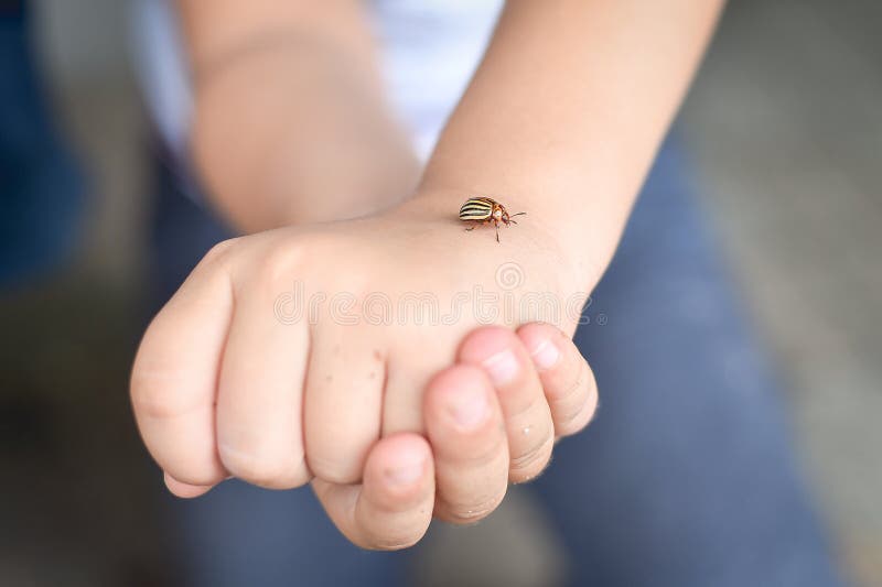 Children Hands Holding a Potato Beetle Stock Image - Image of fingers ...