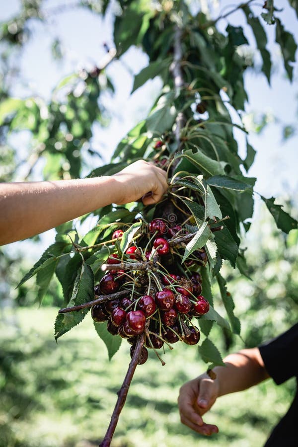 Children Hands Picking Up Cherries from the Tree in the Farm Stock ...