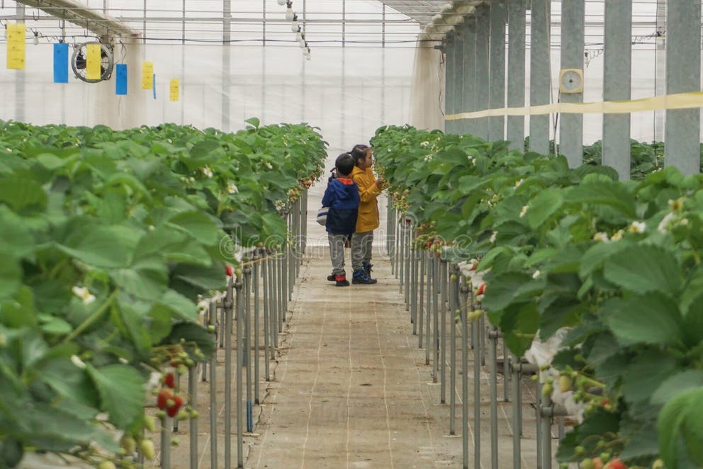 Children Havesting Fresh Strawberry in an Hydrophonics Farm Stock Photo ...