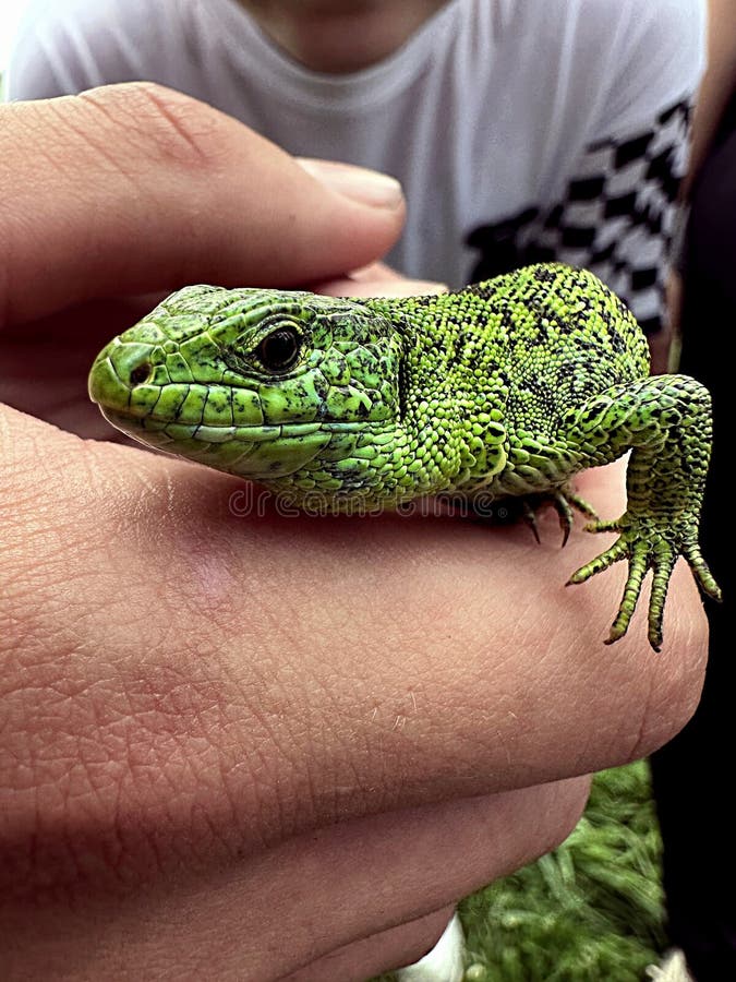 Children Holding a Green Lizard in Their Hands Stock Image - Image of ...