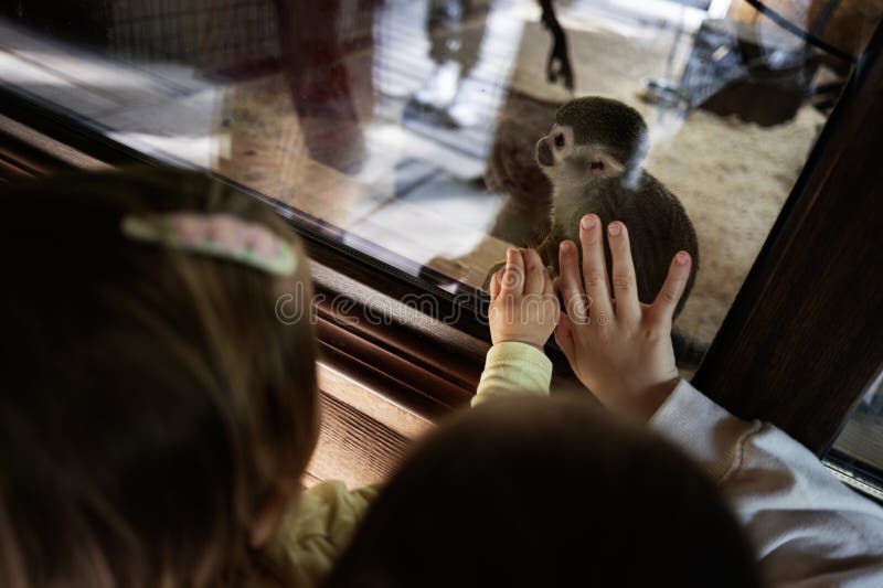 Children Observing a Curious Squirrel Monkey through Glass at a Zoo ...