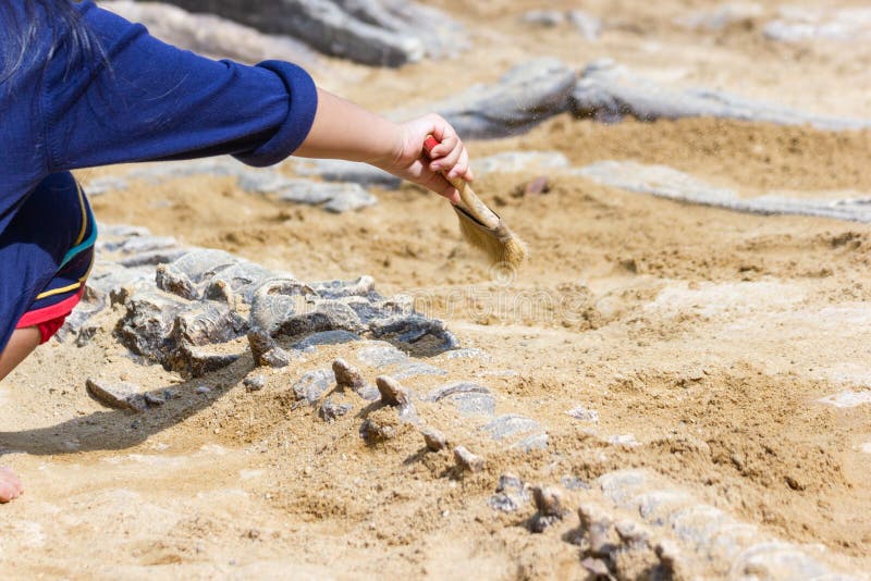 Dinosaur Fossils For Kids