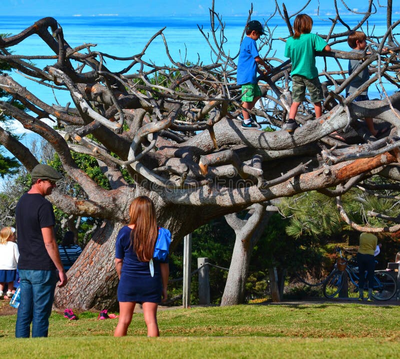 Children Playing in Tree editorial image. Image of watching - 40982790