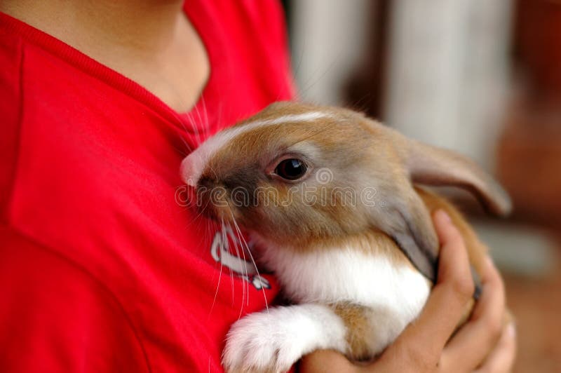 Children with rabbit stock image. Image of play, child - 331439