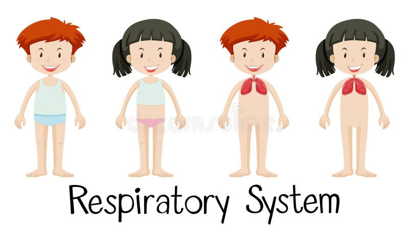 Children and Respiratory System Stock Vector - Illustration of medical ...