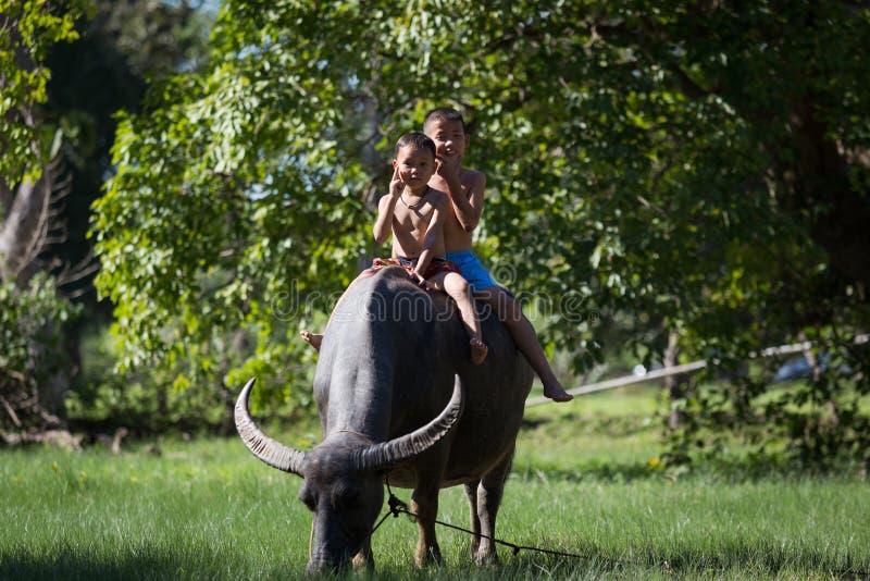 Children Riding on a the Buffalo Stock Image - Image of culture, herd ...