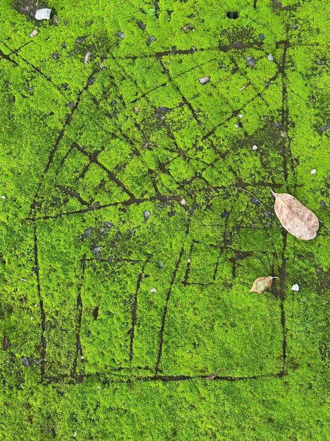 Children S Drawing on Green Moss Texture Stock Image - Image of ...