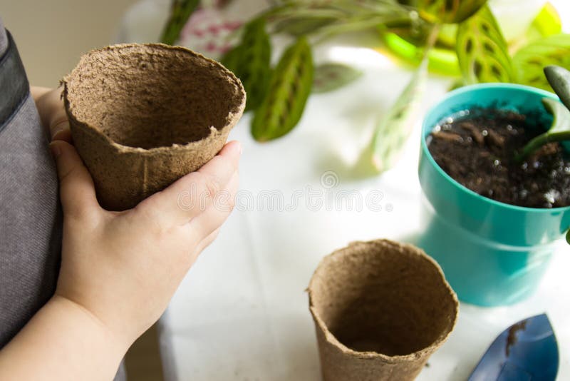 Children& X27;s Hands Hold Peat Pots for Planting Plants Stock Image ...