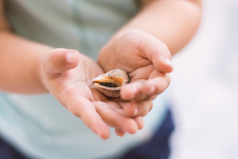 Children`s Hands Holding Seashell Stock Image - Image of holding ...