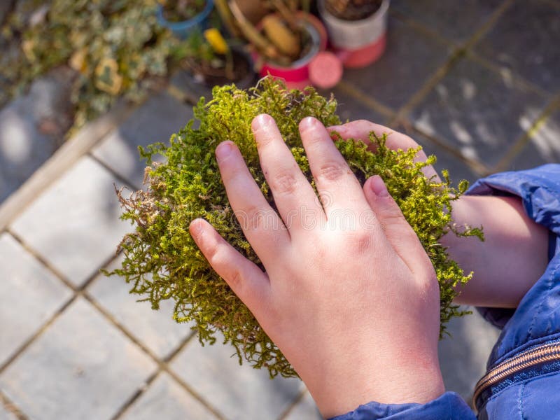 Children`s Hands with Moss Shape the Future Stock Image - Image of ...